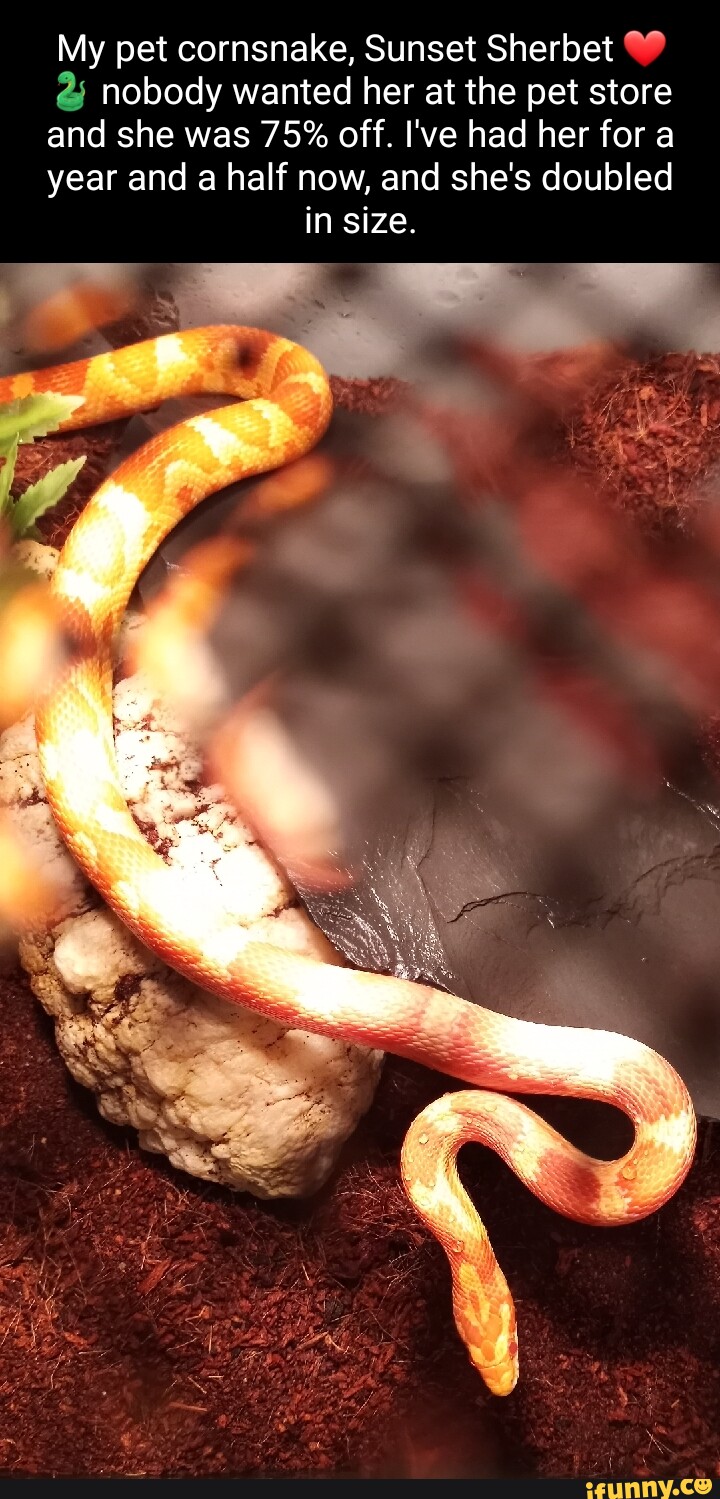 Sherbet memes. Best Collection of funny Sherbet pictures on iFunny