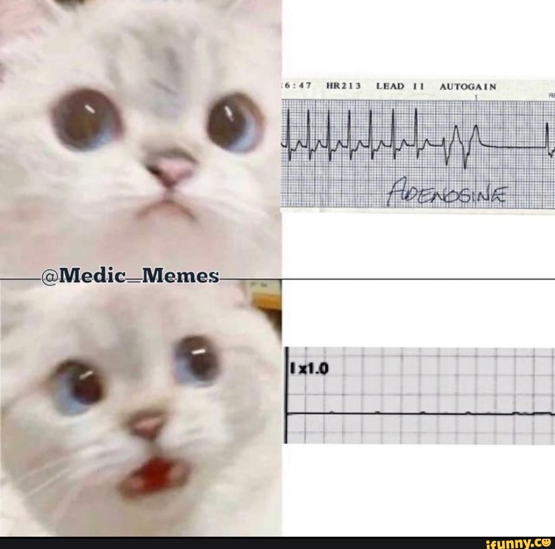 Science Cat Meme Biology