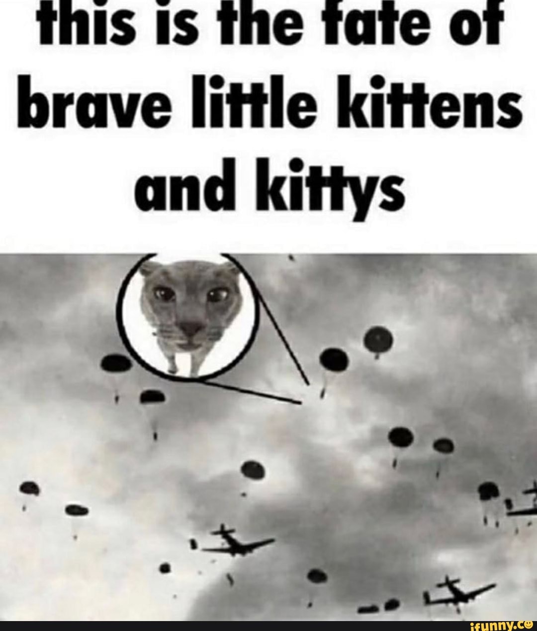 Kittys memes. Best Collection of funny Kittys pictures on iFunny