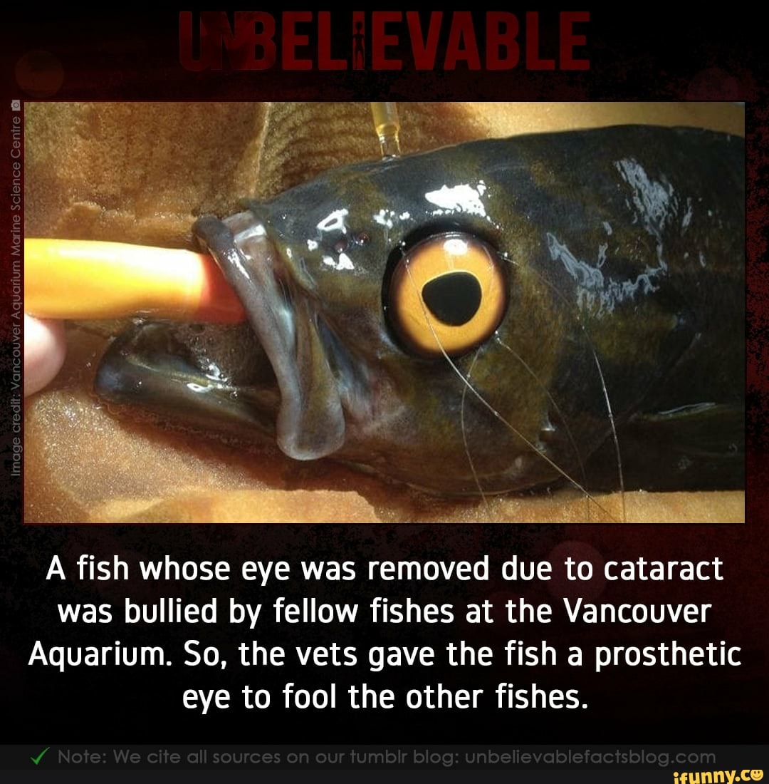 A fish whose eye was removed due to cataract was bullied by fellow ...