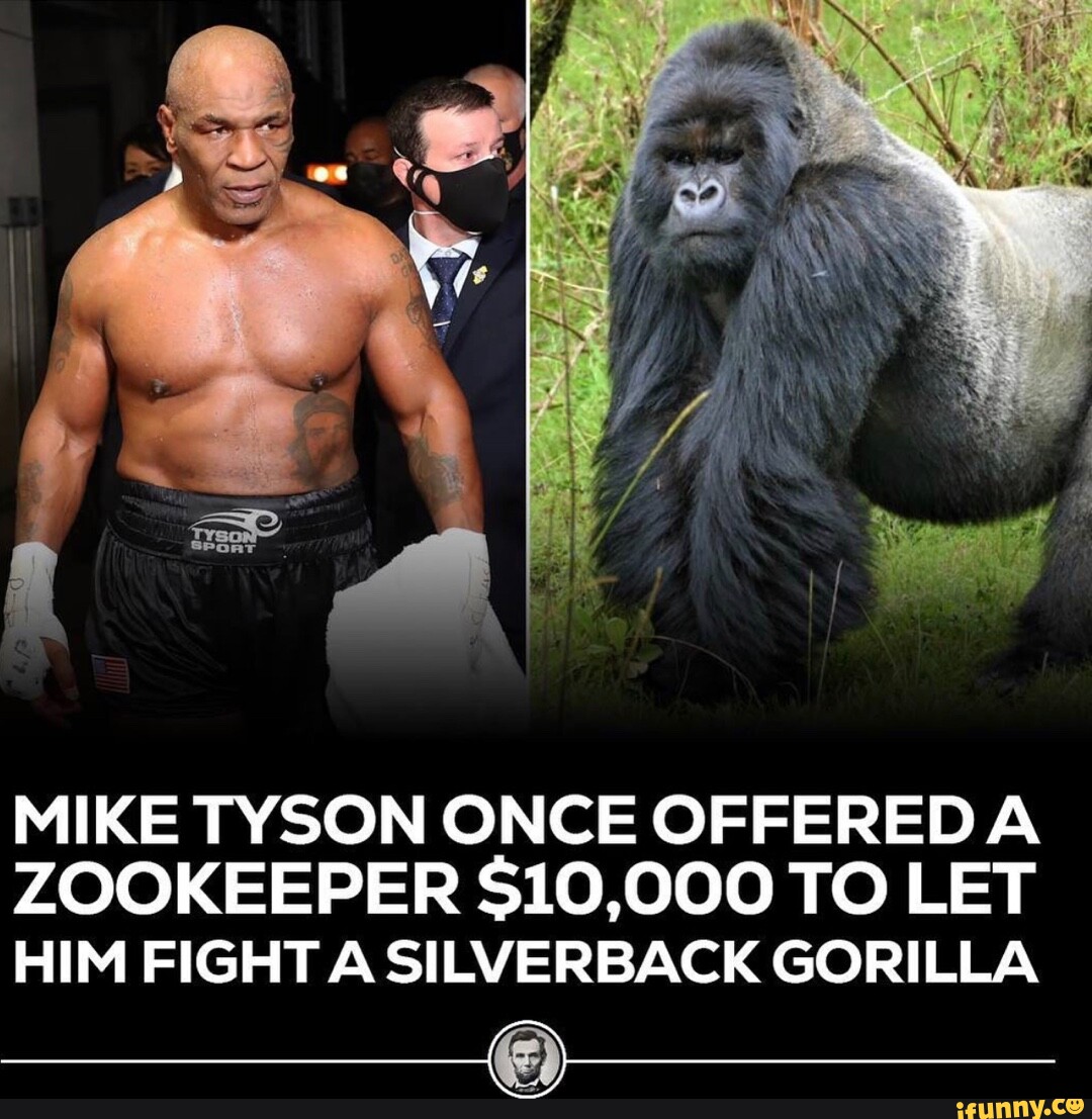 MIKE TYSON ONCE OFFERED ZOOKEEPER $10,000 TO LET HIM FIGHT A SILVERBACK ...