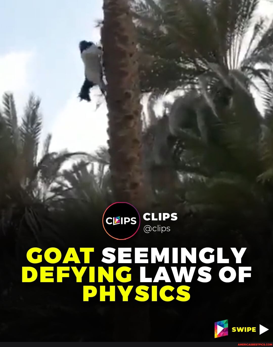 Watch this goat takes its stroll down the tree 🐐 - We CLIPS @clips GOAT ...