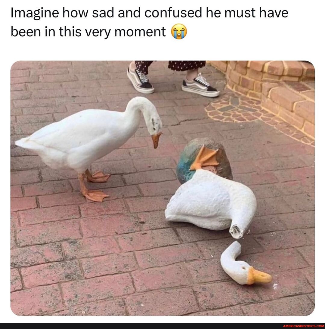 Bro completely rethought his existence memes explore funny photography ...