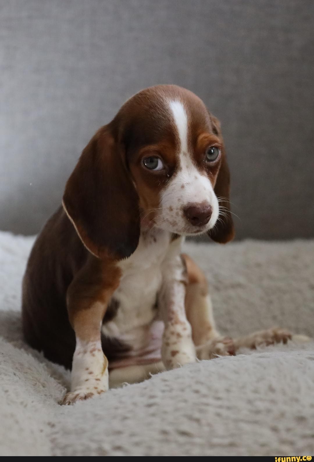 Parvo memes. Best Collection of funny Parvo pictures on iFunny