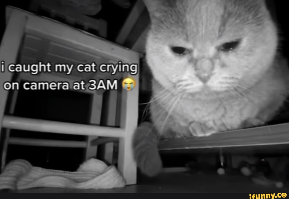 Camera memes. Best Collection of funny Camera pictures on iFunny