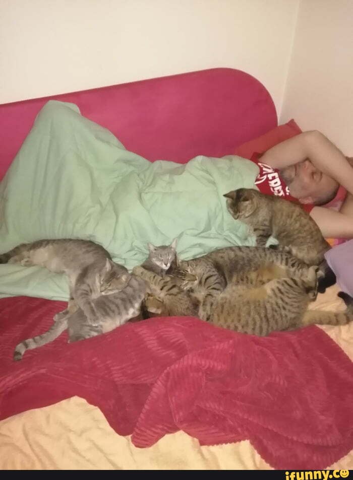 Prrr memes. Best Collection of funny Prrr pictures on iFunny