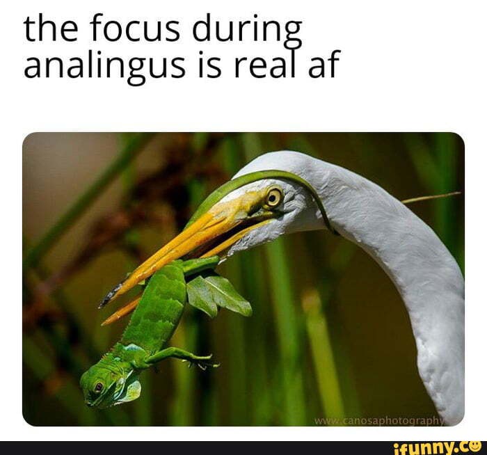 Analingus memes. Best Collection of funny Analingus pictures on iFunny