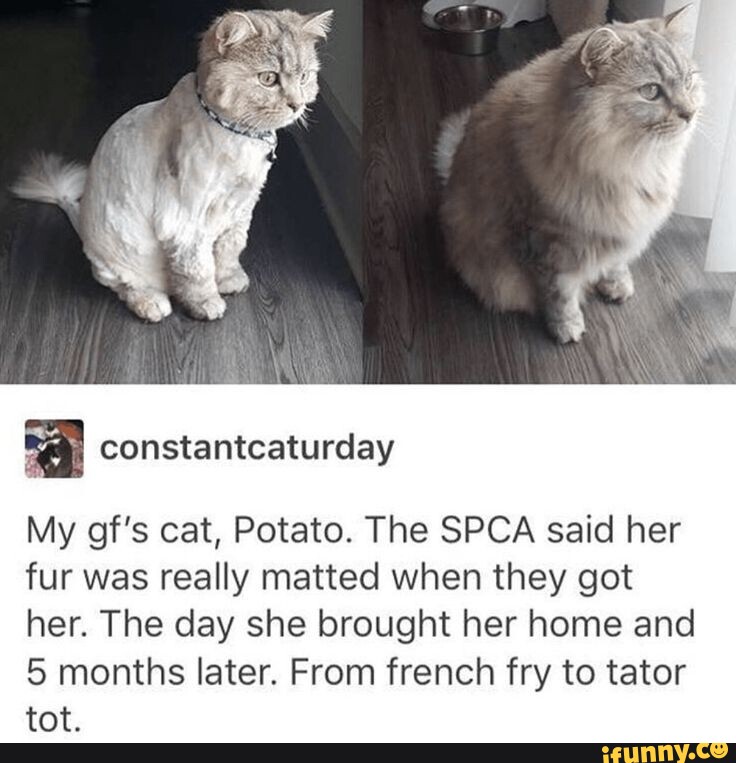 Tator memes. Best Collection of funny Tator pictures on iFunny