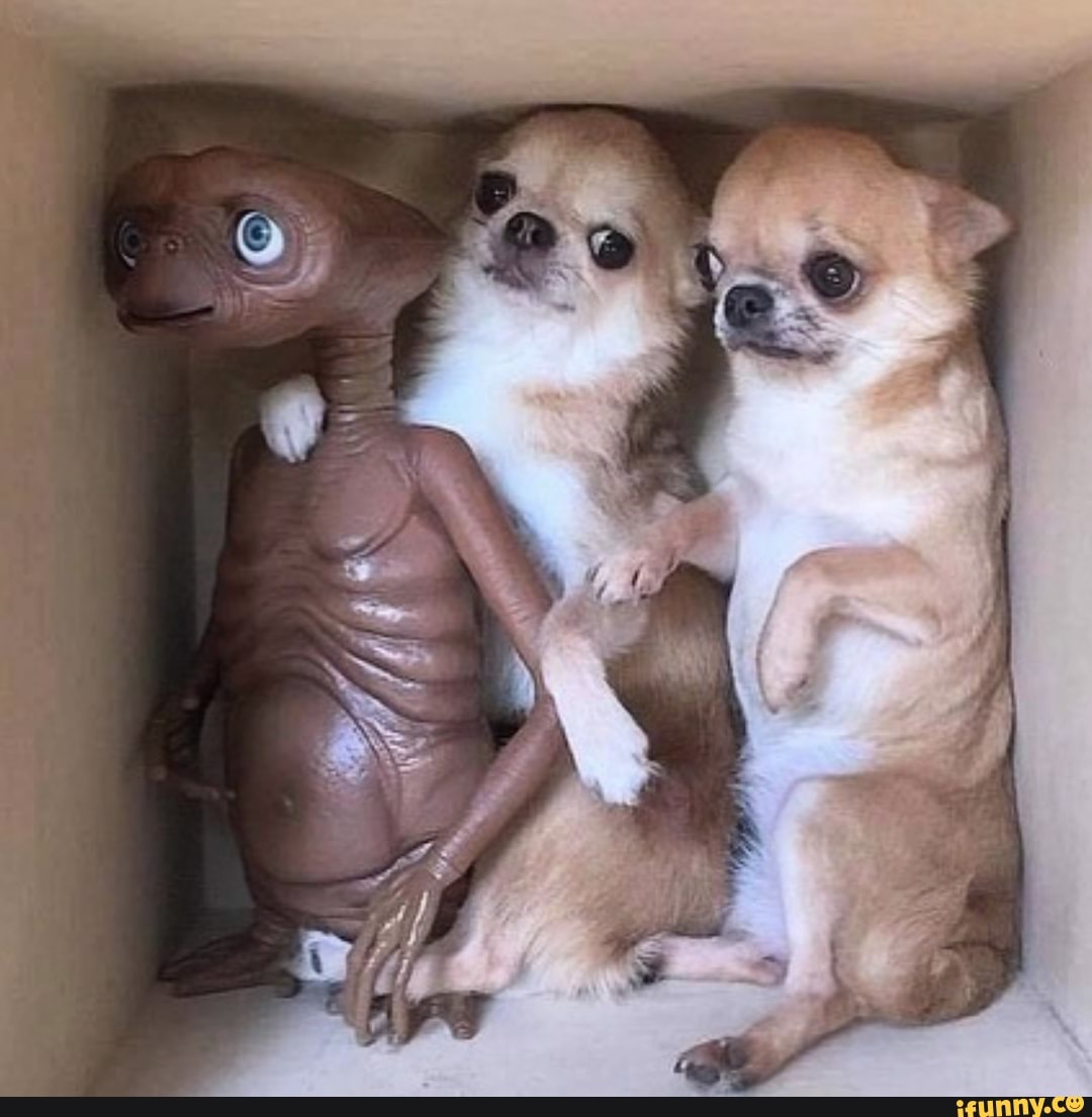 Dpg memes. Best Collection of funny Dpg pictures on iFunny