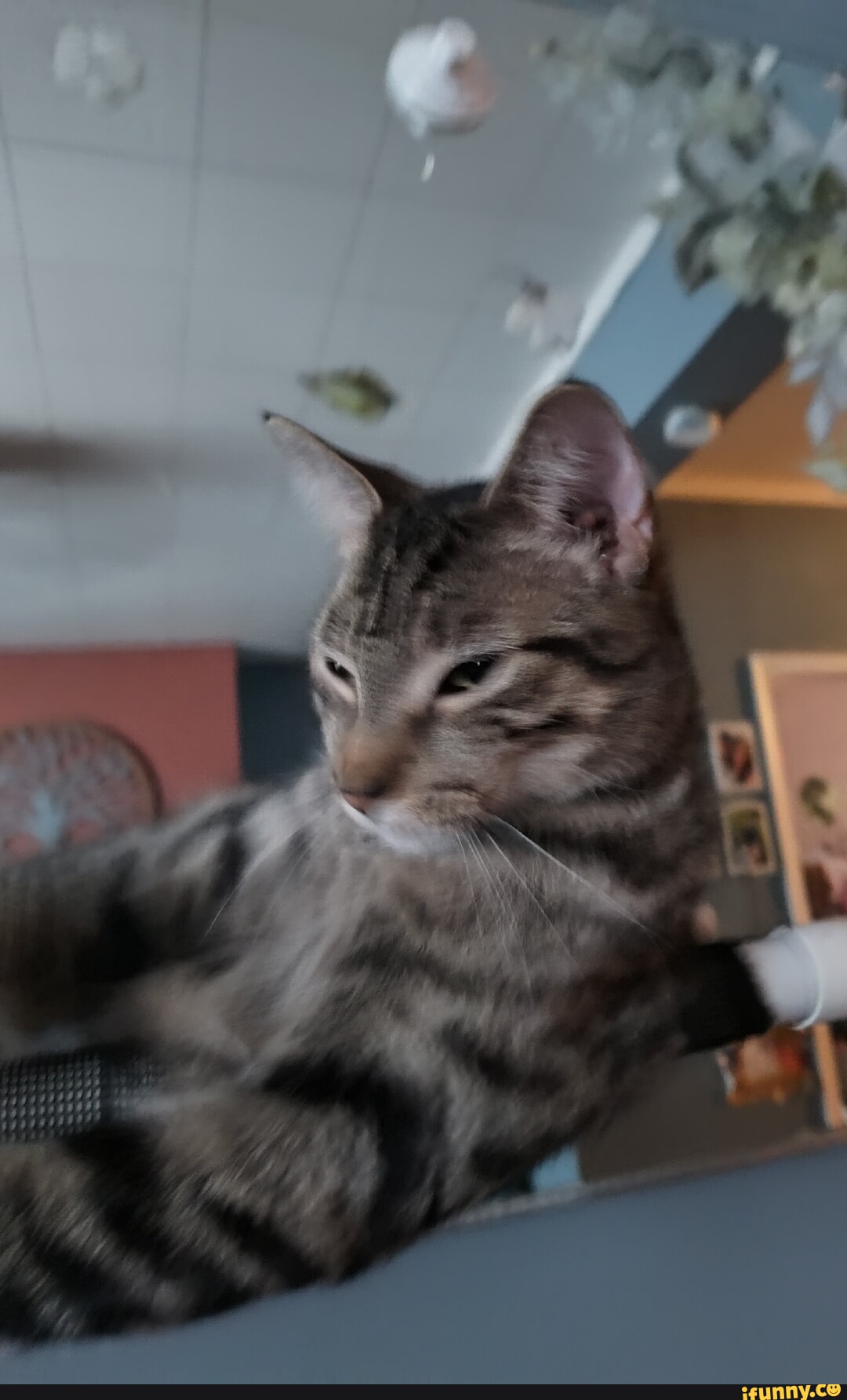 Meow memes. Best Collection of funny Meow pictures on iFunny