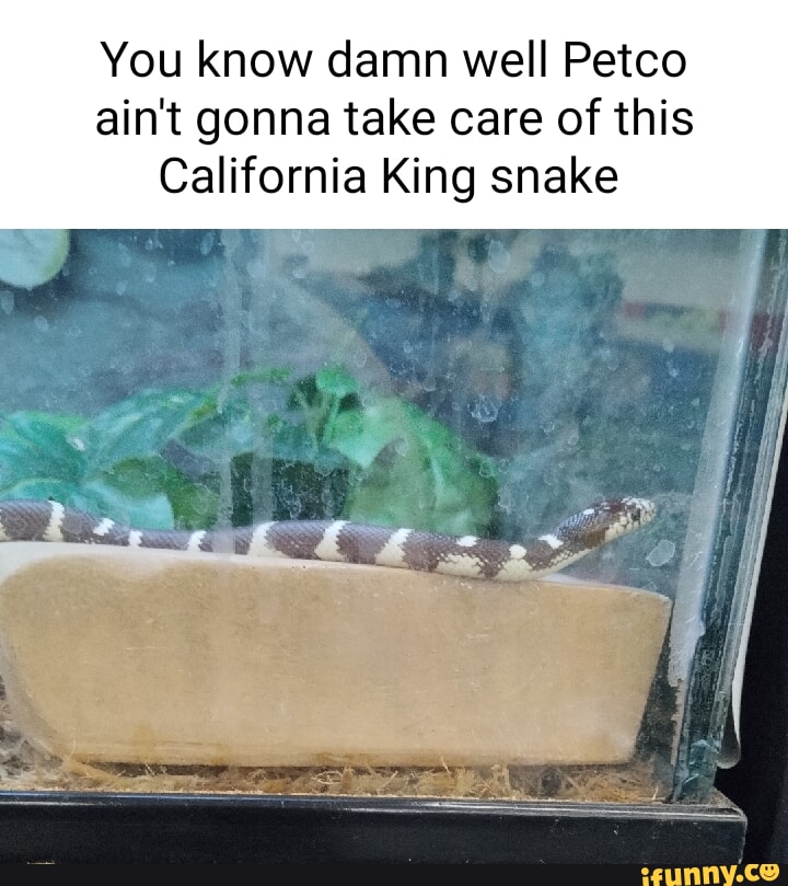 Petco memes. Best Collection of funny Petco pictures on iFunny