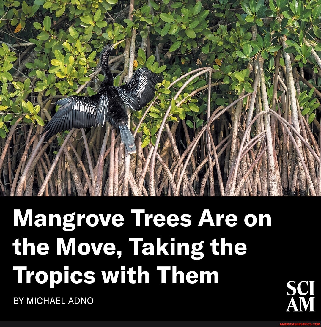 Mangrove Trees Are on the Move, Taking the Tropics with Them SCI AM BY ...