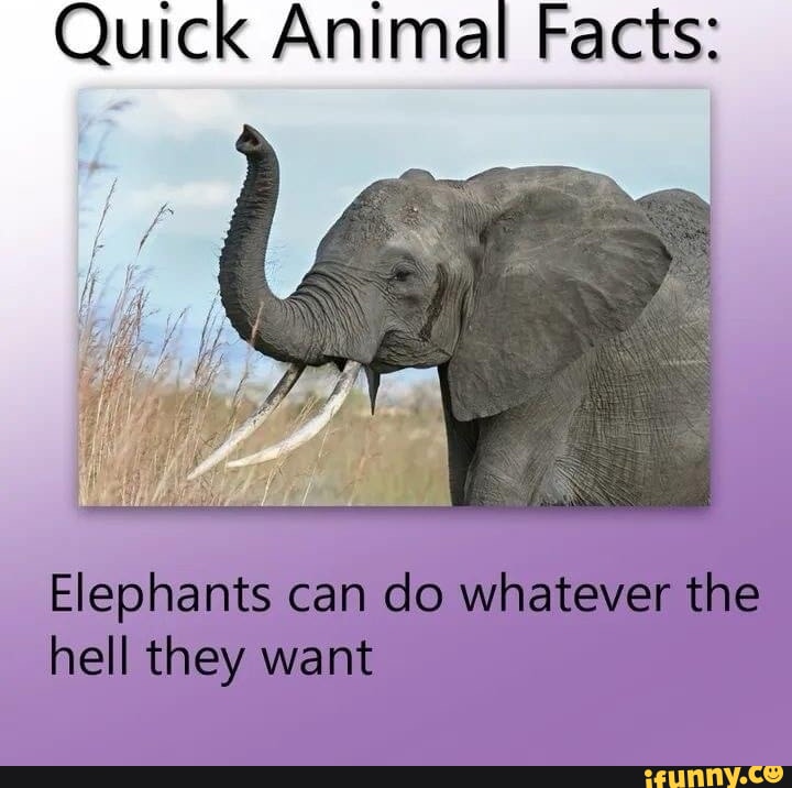 Quick Animal Facts: Elephants can do whatever the hell they want - iFunny