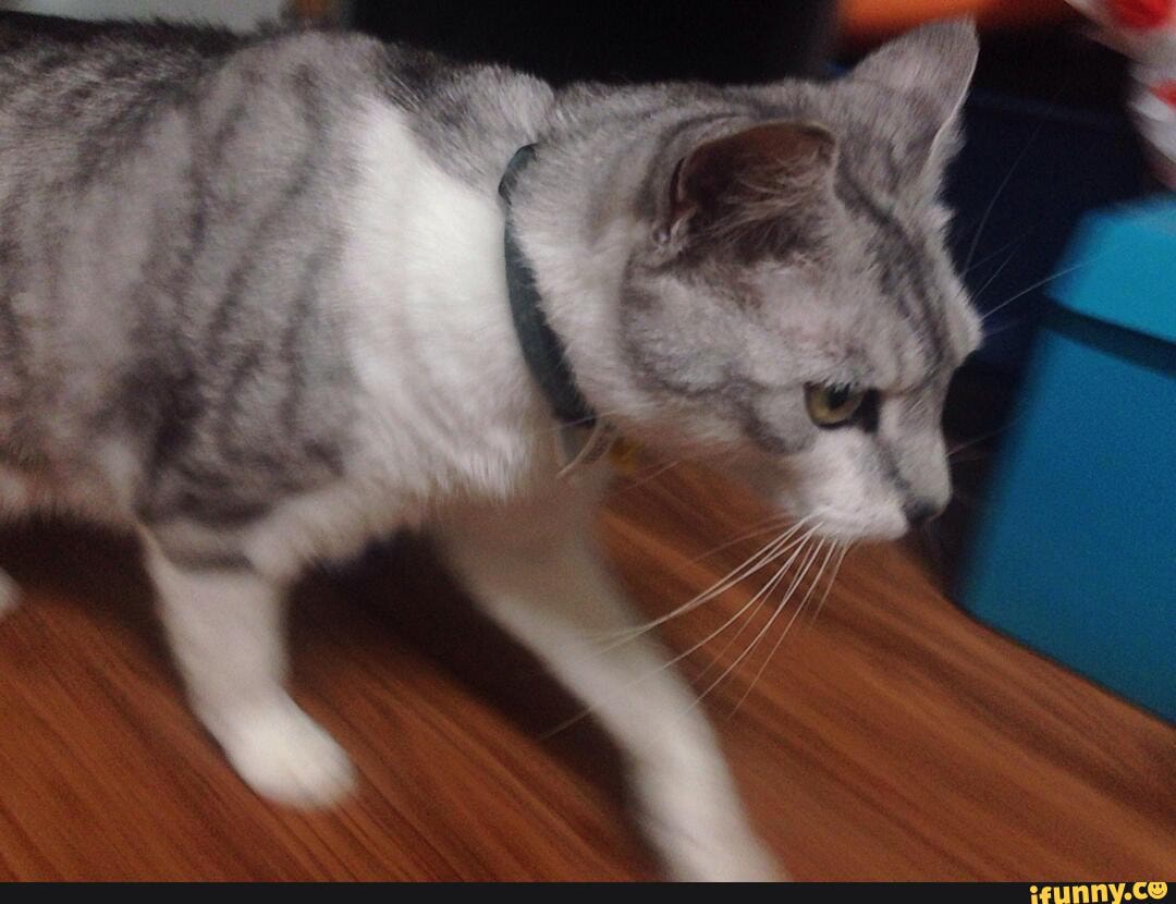 Determined memes. Best Collection of funny Determined pictures on iFunny