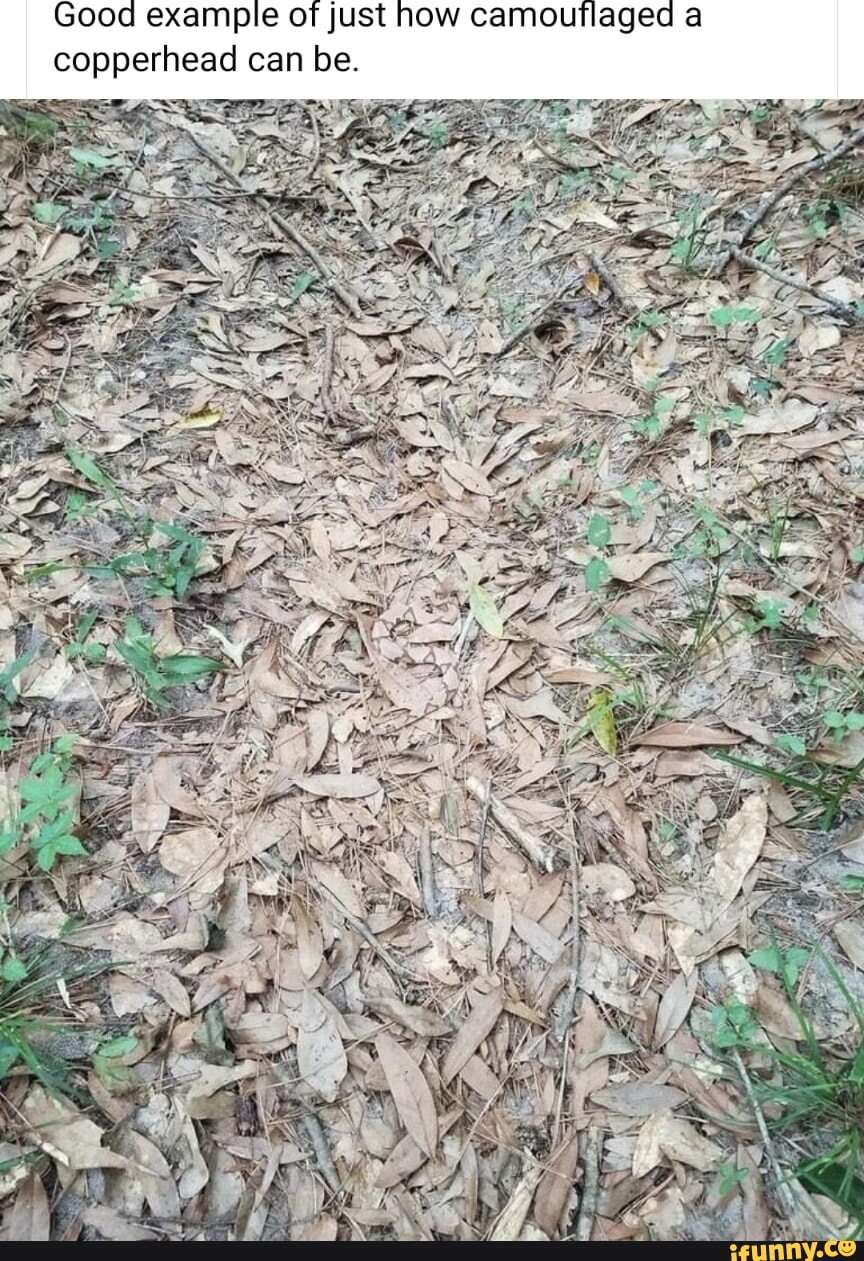 Good example of just how camoutlaged a copperhead can be. - iFunny