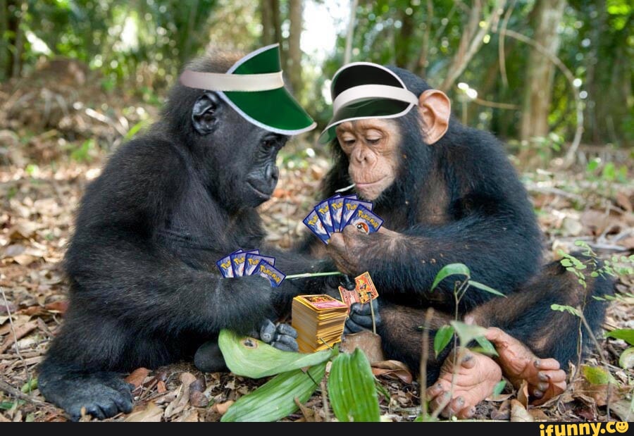 Chimp memes. Best Collection of funny Chimp pictures on iFunny