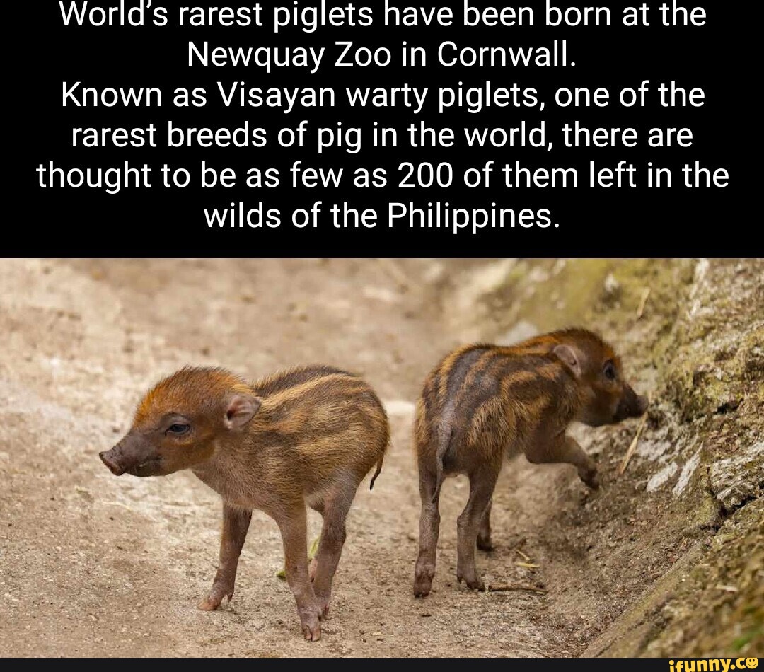 Visayan memes. Best Collection of funny Visayan pictures on iFunny