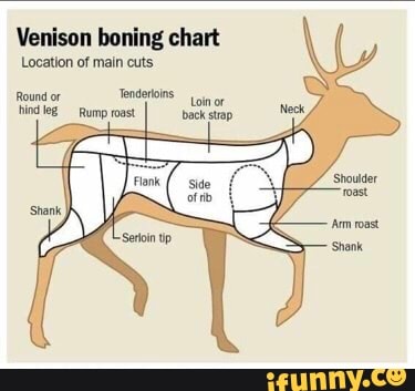 Deer Backstrap Location