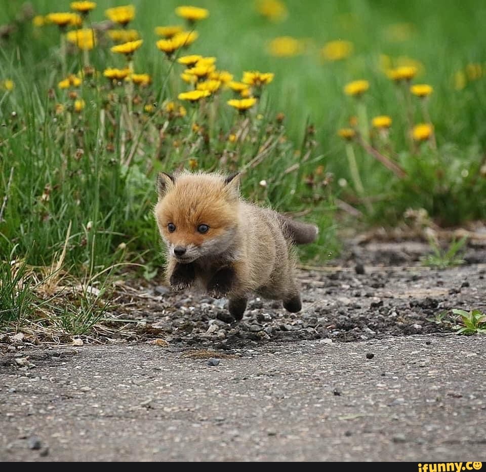 Babyfox memes. Best Collection of funny Babyfox pictures on iFunny