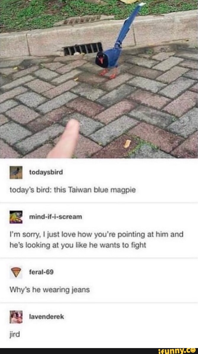 Magpie memes. Best Collection of funny Magpie pictures on iFunny