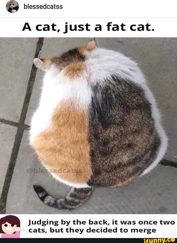 Blessedcatss A cat, just a fat cat. of Judging by the back, it was once ...