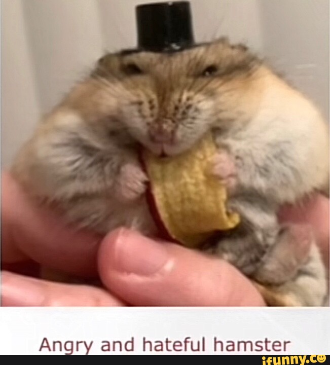 Angry and hateful hamster - iFunny