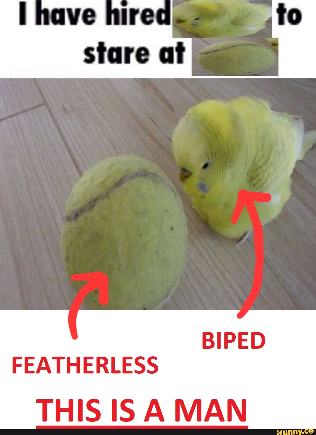 Featherless memes. Best Collection of funny Featherless pictures on iFunny