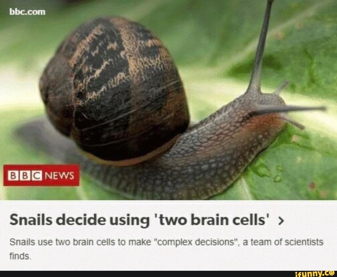 Snails decide using 'two brain cells' Snails use two brain cells to ...