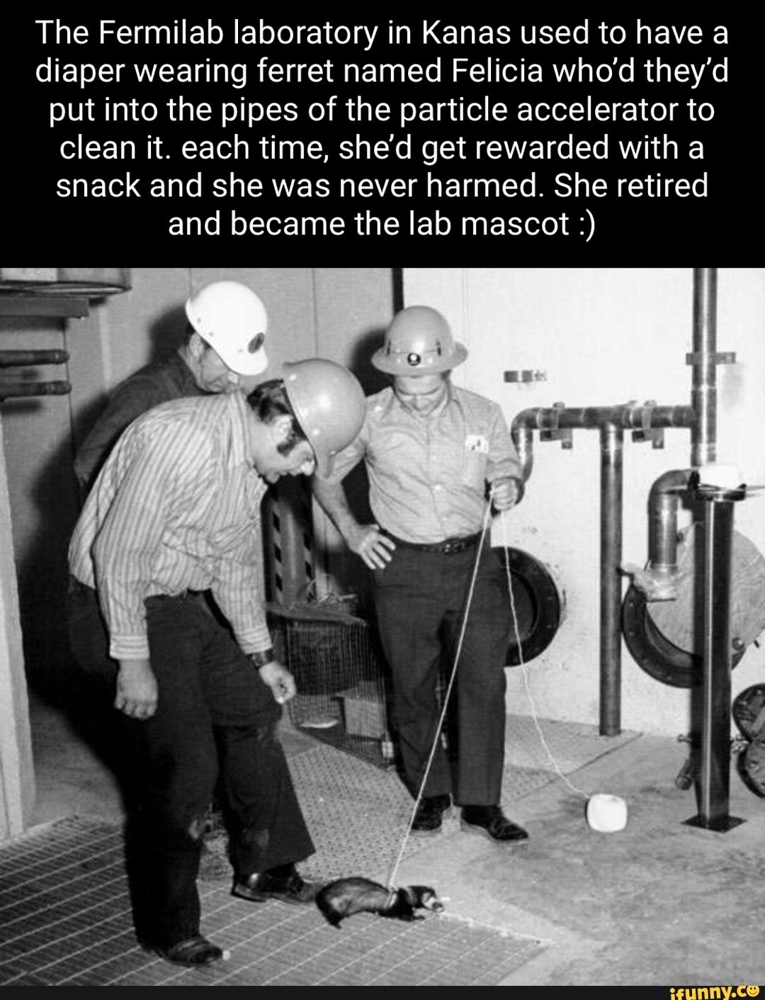The Fermilab laboratory in Kanas used to have a diaper wearing ferret ...