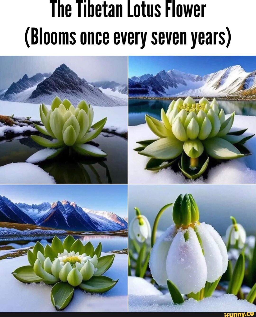 The Tibetan Lotus Flower (Blooms once every seven years) SSS - iFunny