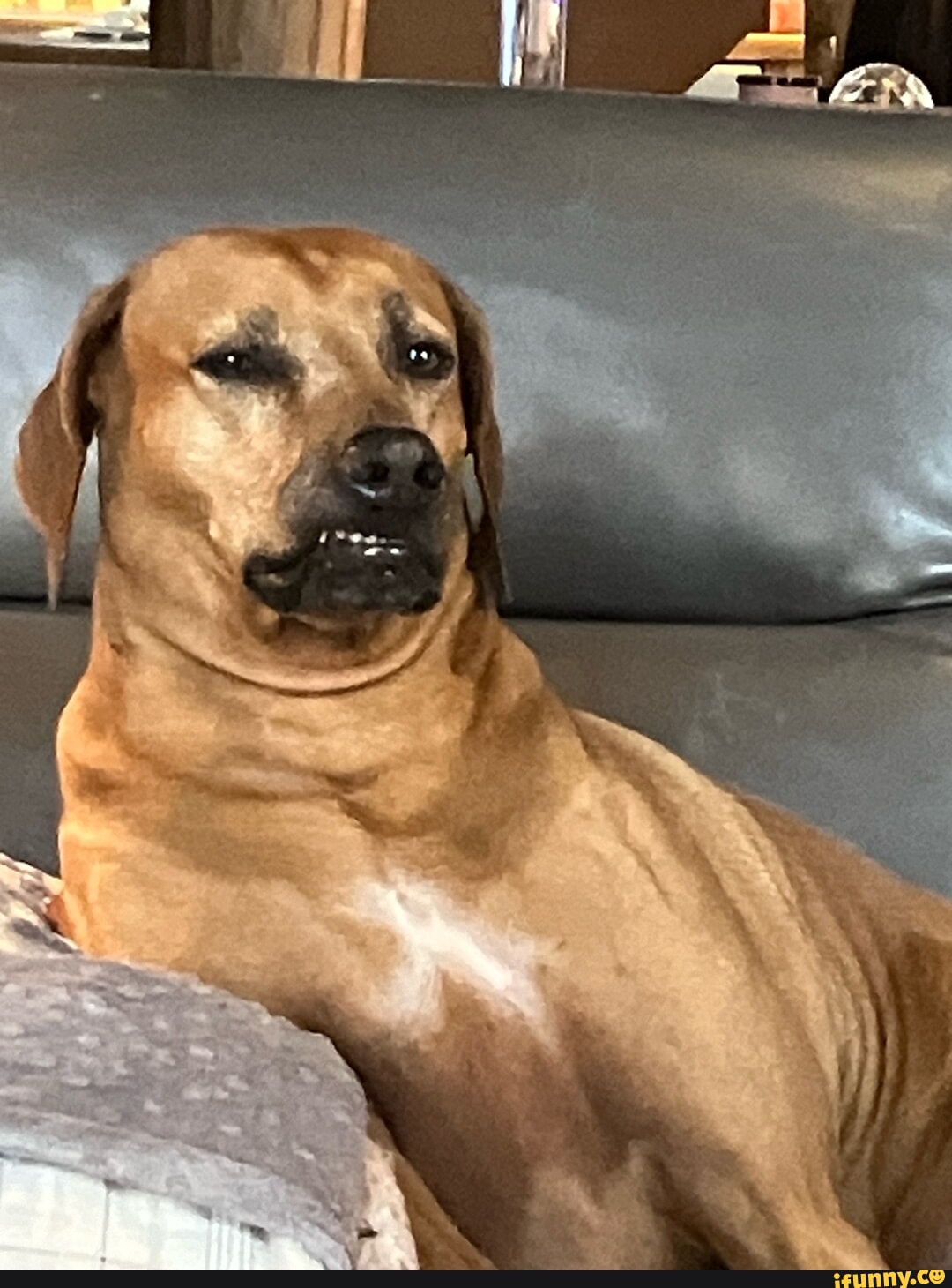 Rhodesian memes. Best Collection of funny Rhodesian pictures on iFunny