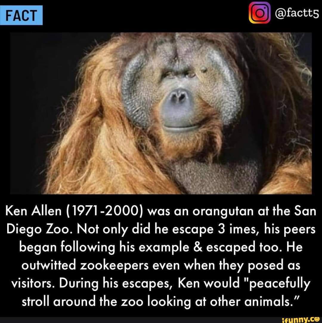 FACT Ken Allen (1971-2000) was an orangutan at the San Diego Zoo. Not ...