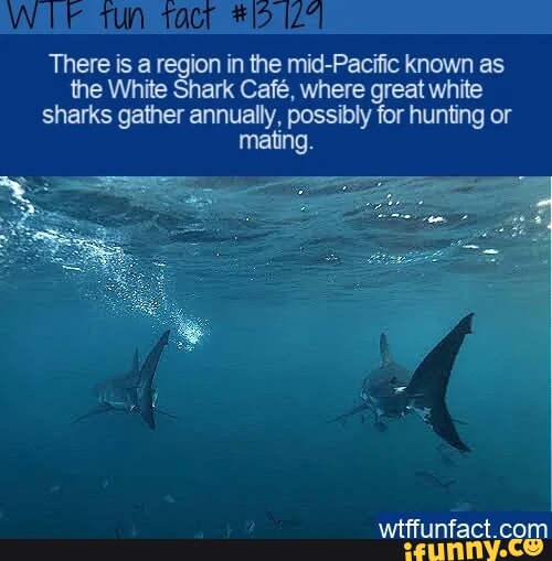 There is a region in the mid-Pacific known as the White Shark Cafe ...