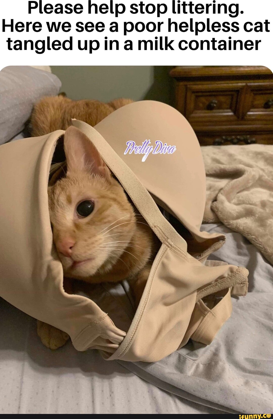 Please help stop littering. Here we see a poor helpless cat tangled up ...