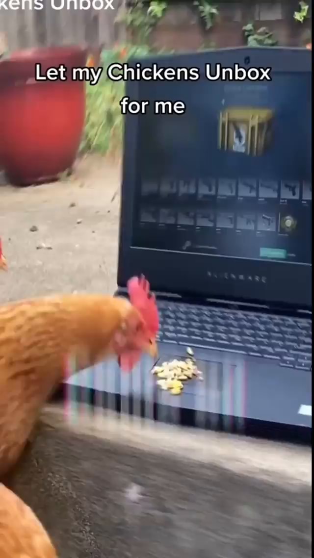 Funny Chicken Memes