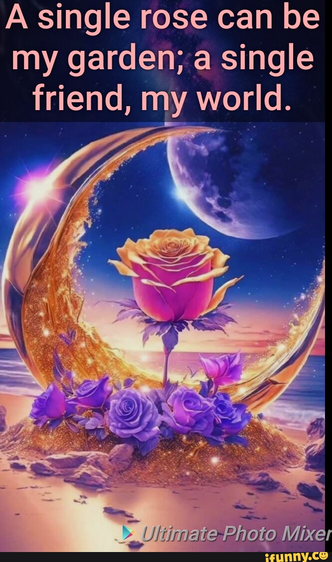 A single rose can be my garden; a single friend, my world. Uitimate ...