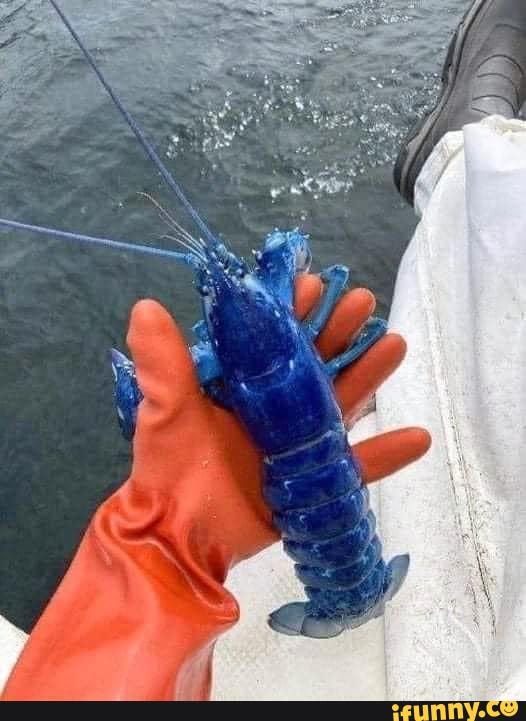 Blue_lobster memes. Best Collection of funny Blue_lobster pictures on ...