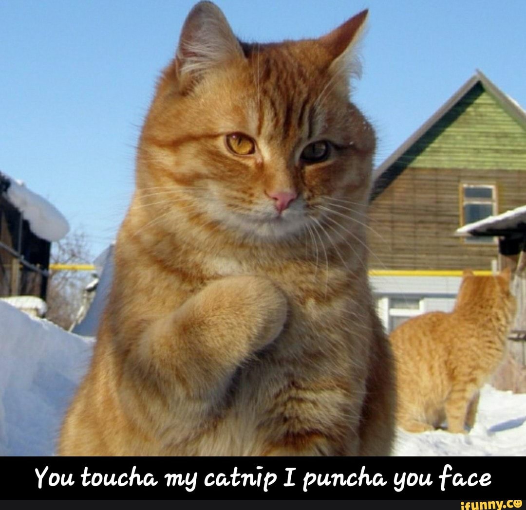 Italiancat memes. Best Collection of funny Italiancat pictures on iFunny