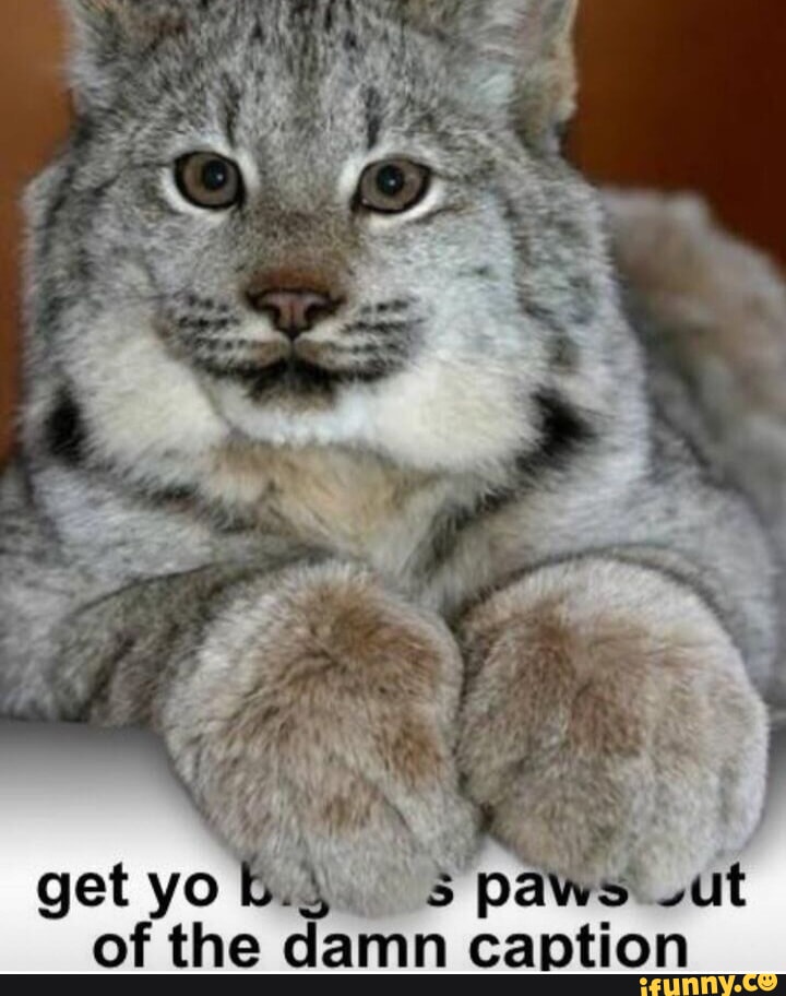 Bobcat memes. Best Collection of funny Bobcat pictures on iFunny