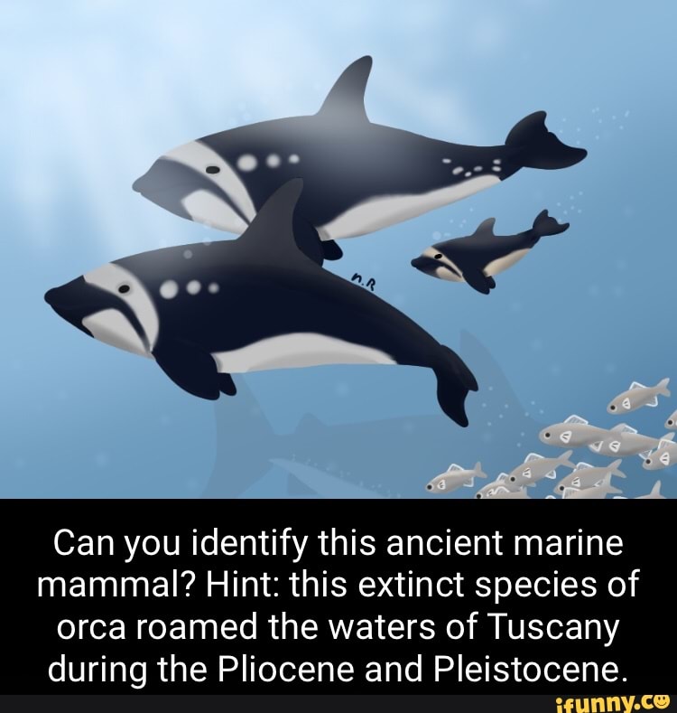 SA Can you identify this ancient marine mammal? Hint: this extinct ...