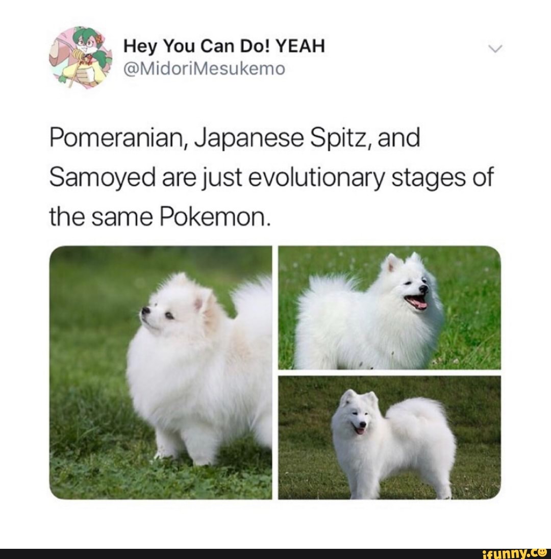 Pomeranian, Japanese Spitz, and Samoyed are just evolutionary stages of ...