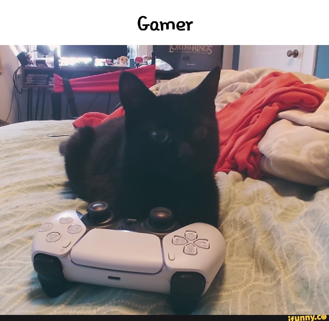 Gamercat memes. Best Collection of funny Gamercat pictures on iFunny