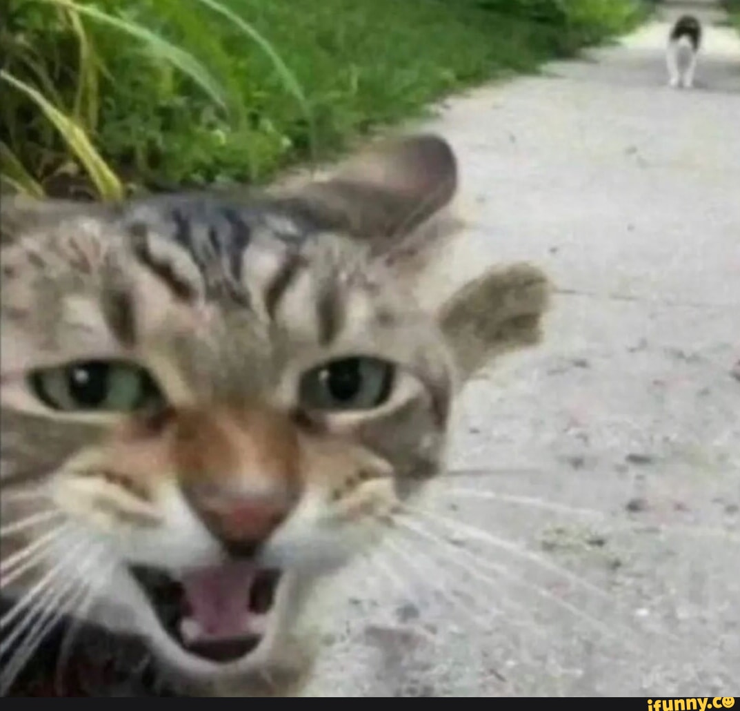 Soycat memes. Best Collection of funny Soycat pictures on iFunny