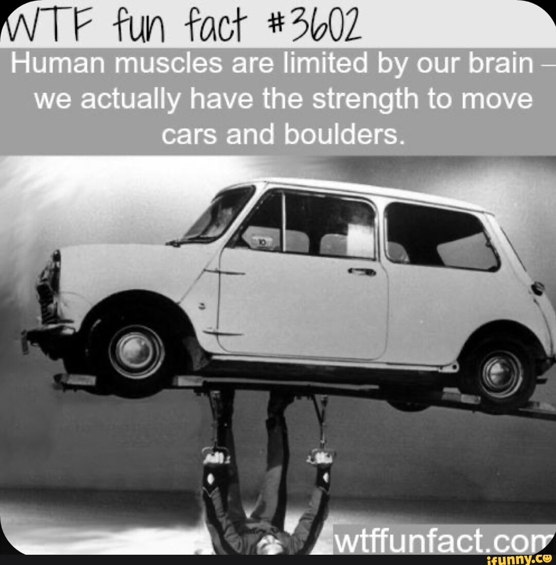 Fun fact Human muscles are limited by our brain we actually have the ...