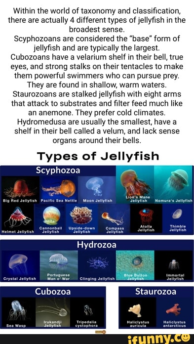 Jellyfish memes. Best Collection of funny Jellyfish pictures on iFunny