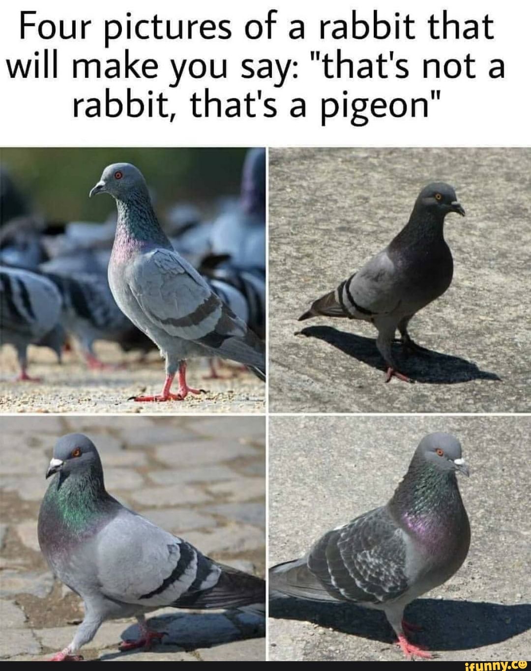 Four pictures of a rabbit that will make you say: "that's not a rabbit ...