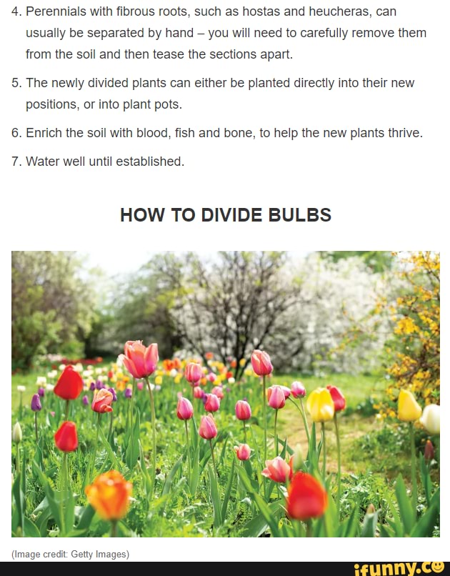 Hostas memes. Best Collection of funny Hostas pictures on iFunny