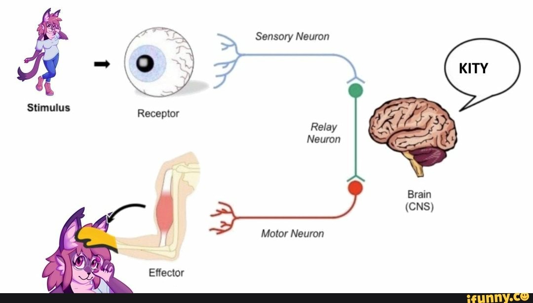 Sensory Neuron Stimulus Receptor Relay Neuron Brain (CNS) Motor Neuron ...