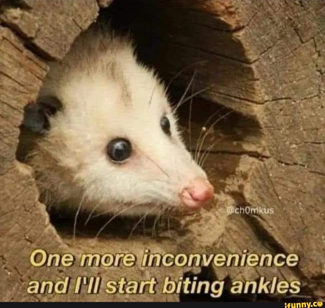 Ankles memes. Best Collection of funny Ankles pictures on iFunny