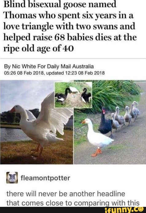Blind bisexual goose named Thomas who spent six years in a love ...